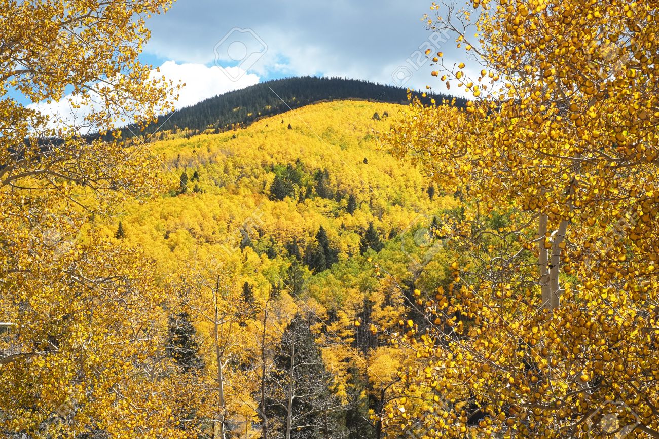 ASPEN GOLD - Younger Next Year